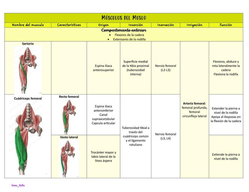 Músculos del muslo | Medi_Hami | uDocz