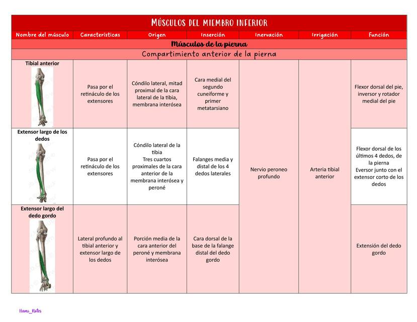 Músculos del miembro inferior | Medi_Hami | uDocz