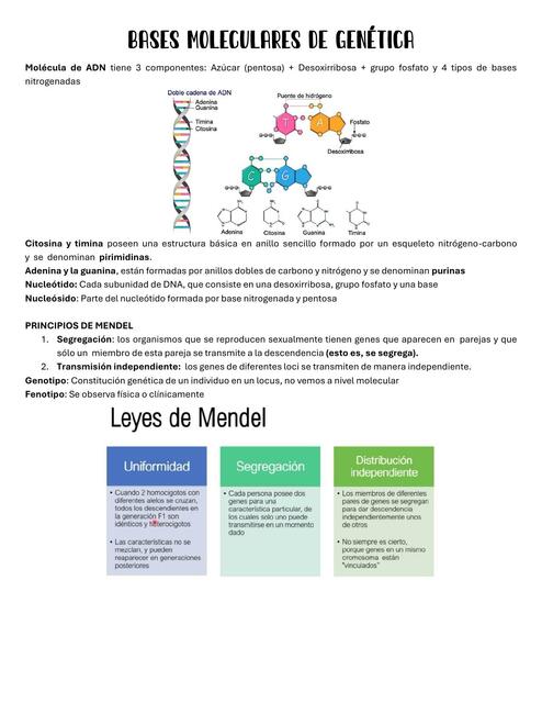 Flashcards de Bases moleculares de genetica | Por Tania Duque García ...