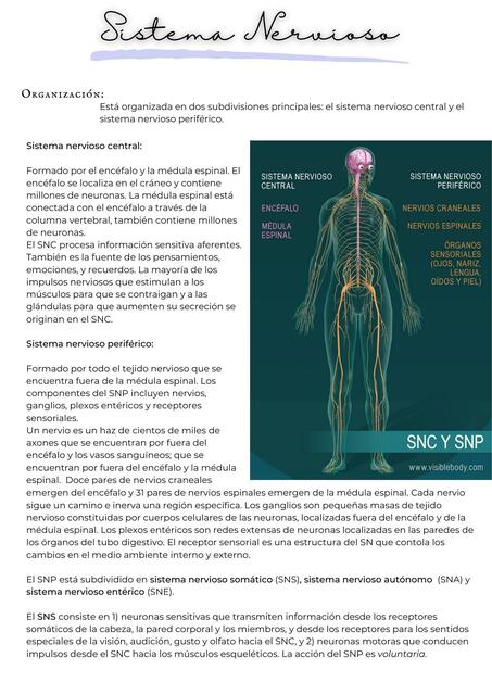 Sistema Nervioso | Ari Flores | uDocz