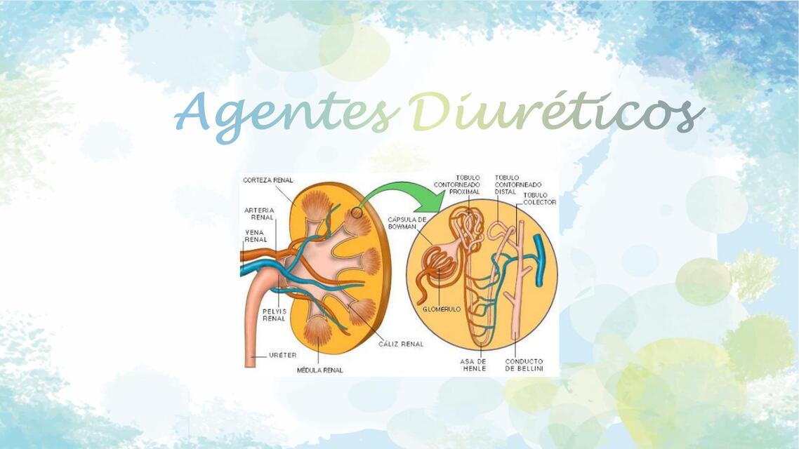 Agentes Diuréticos | Fernanda Rodriguez | uDocz