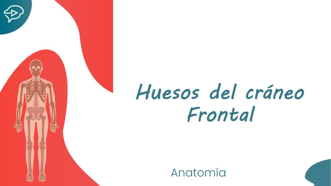 Huesos Del Cráneo Hemostudent Udocz