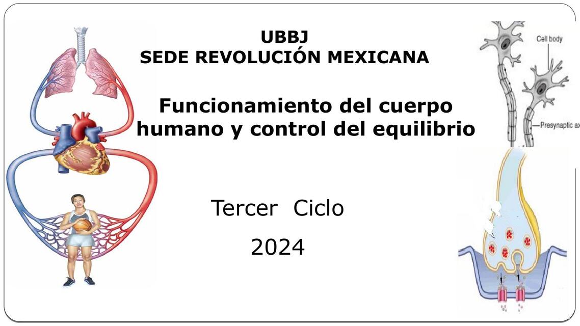 Funcionamiento del cuerpo humano y control del equilibrio | ROGELIO ...