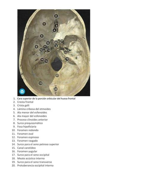 Resúmenes De Anatomia Del Craneo Descarga Apuntes De Anatomia Del Craneo