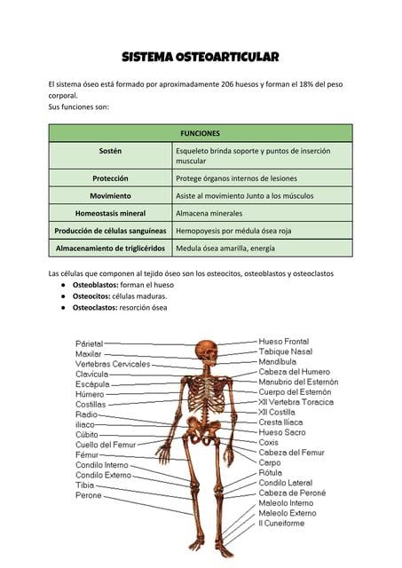 Sistema osteoarticular | Liza Stuudio | uDocz
