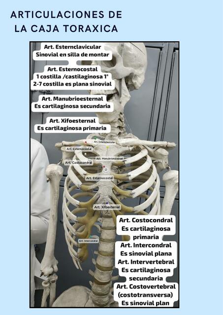Articulaciones de la caja torácica | Medical Student | uDocz