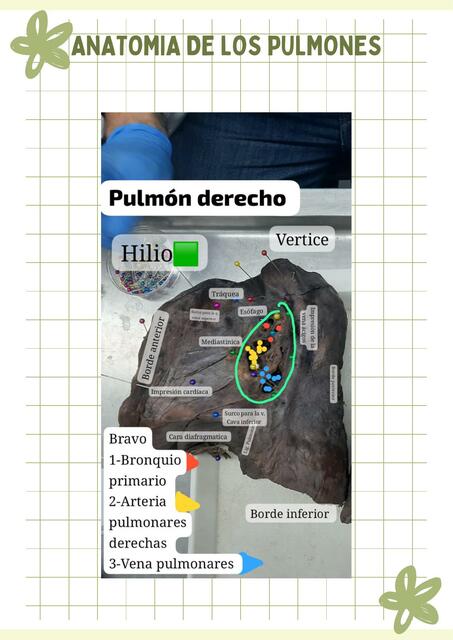 Anatomía de Pulmón | Medical Student | uDocz
