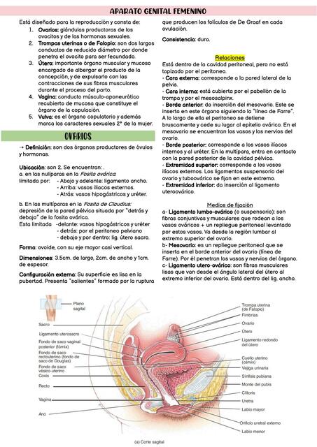 Anatomía del aparato genital femenino | medgram.unr | uDocz