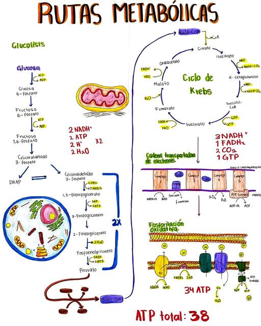 Rutas metabólicas | Damaris Hernández | uDocz