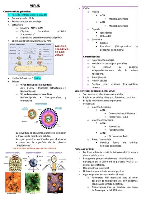 Virus Sandra Elizabeth Ballena Custodio Udocz 8255