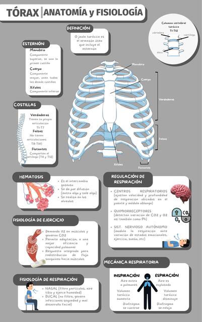 Tórax Anatomía y Fisiología | Emanuel | uDocz