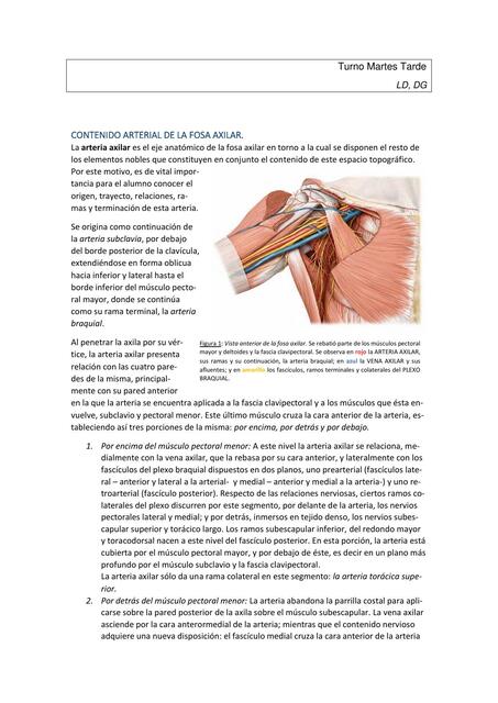 Contenido Arterial de la Fosa Axilar | Jazz Ok | uDocz