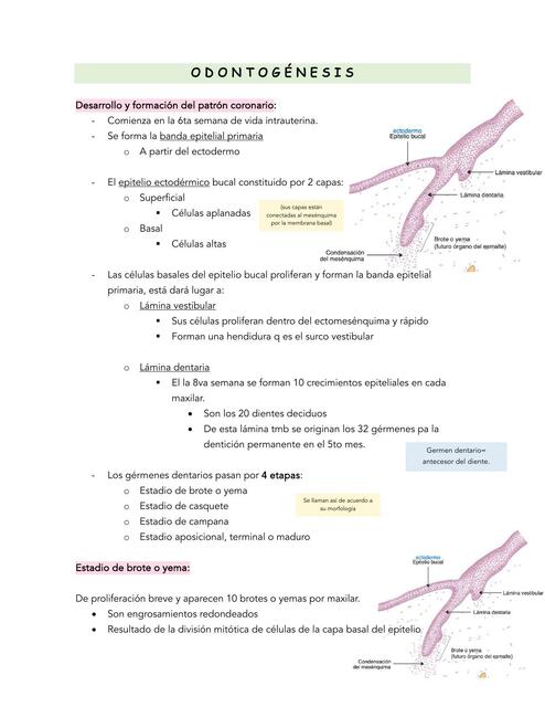 Odontogénesis | Ximena Reyes | uDocz