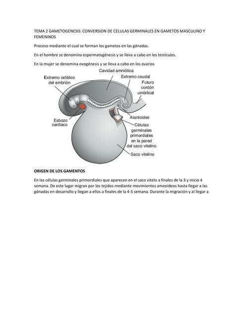 Gametogénesis | edwin cespedes | uDocz