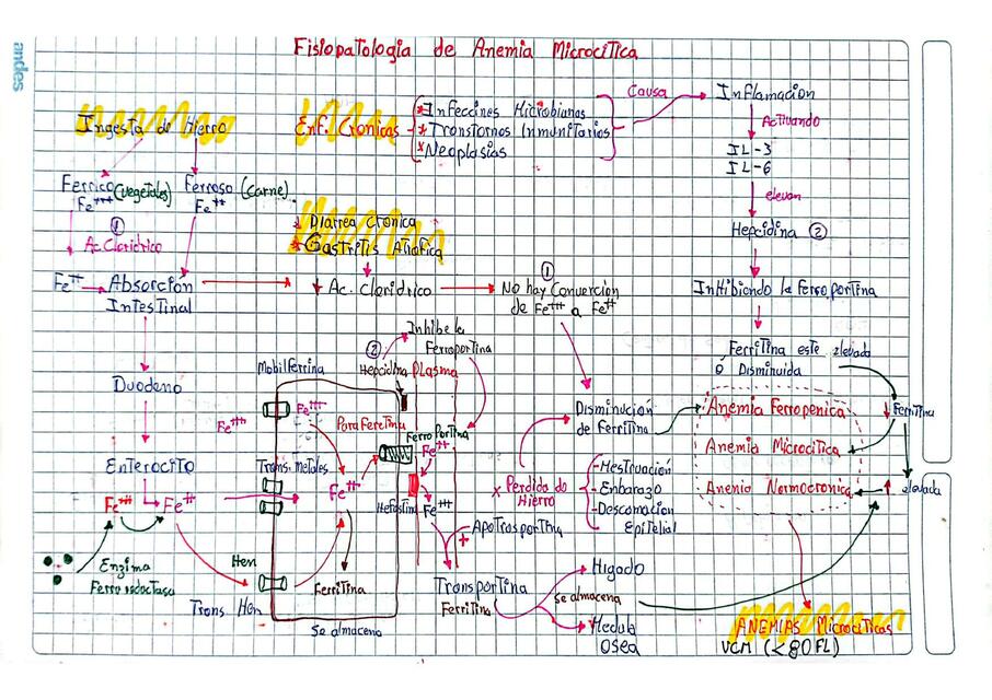 Fisiopatologia de Anemia microcitica | Hugo Calsina | uDocz