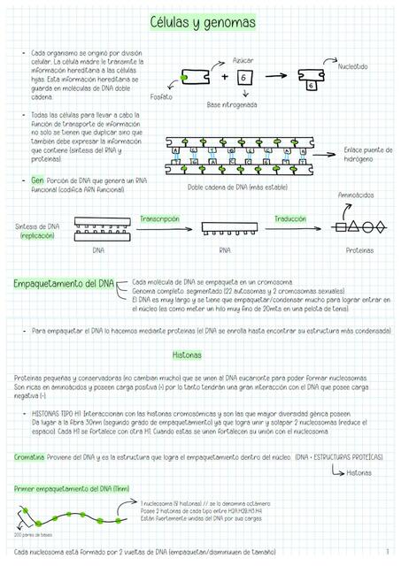 Células y genomas | isabel | uDocz