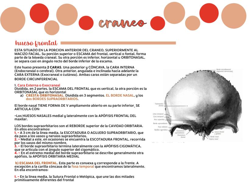 Cráneo | Danna Delgado | uDocz