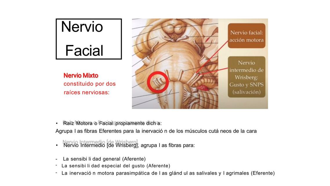 Nervio Facial | LU | uDocz