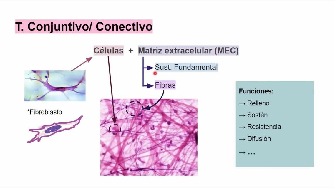 Tejido conectivo | Nicole Brigith Pangalima Julcahuanca | uDocz