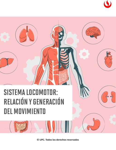 Sistema locomotor relación y generación del movimiento | Raquel | uDocz