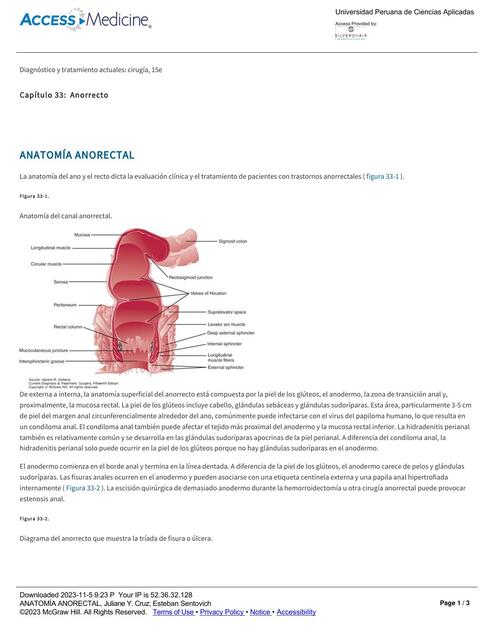 ANATOMÍA ANORECTAL | Angie Quiñones Saldaña | uDocz