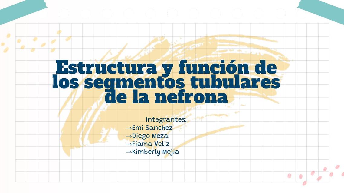 Estructura y función de los segmentos tubulares de la nefrona | Diego ...