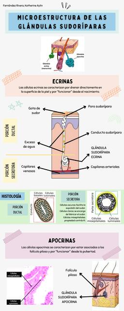 Glandulas Sudoriparas Ecrinas Las Glándulas Ecrinas Encuentran Todo