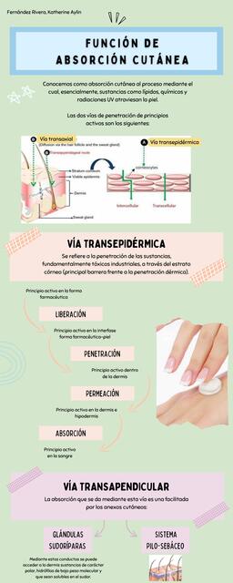 Función de absorción cutánea | Aylin | uDocz