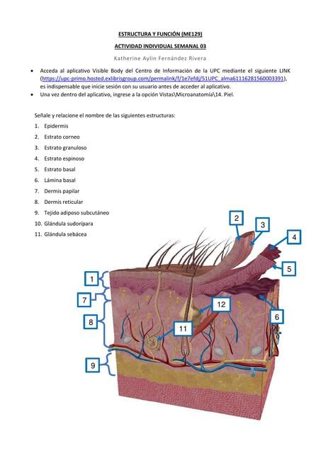 Estructura y función de la piel | Aylin | uDocz