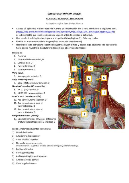 Estructura y función de la cabeza y cuello | Aylin | uDocz