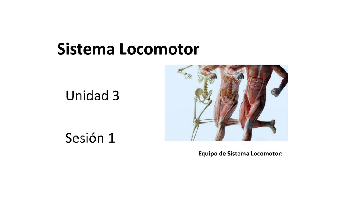 Sistema Locomotor | Daniella | uDocz