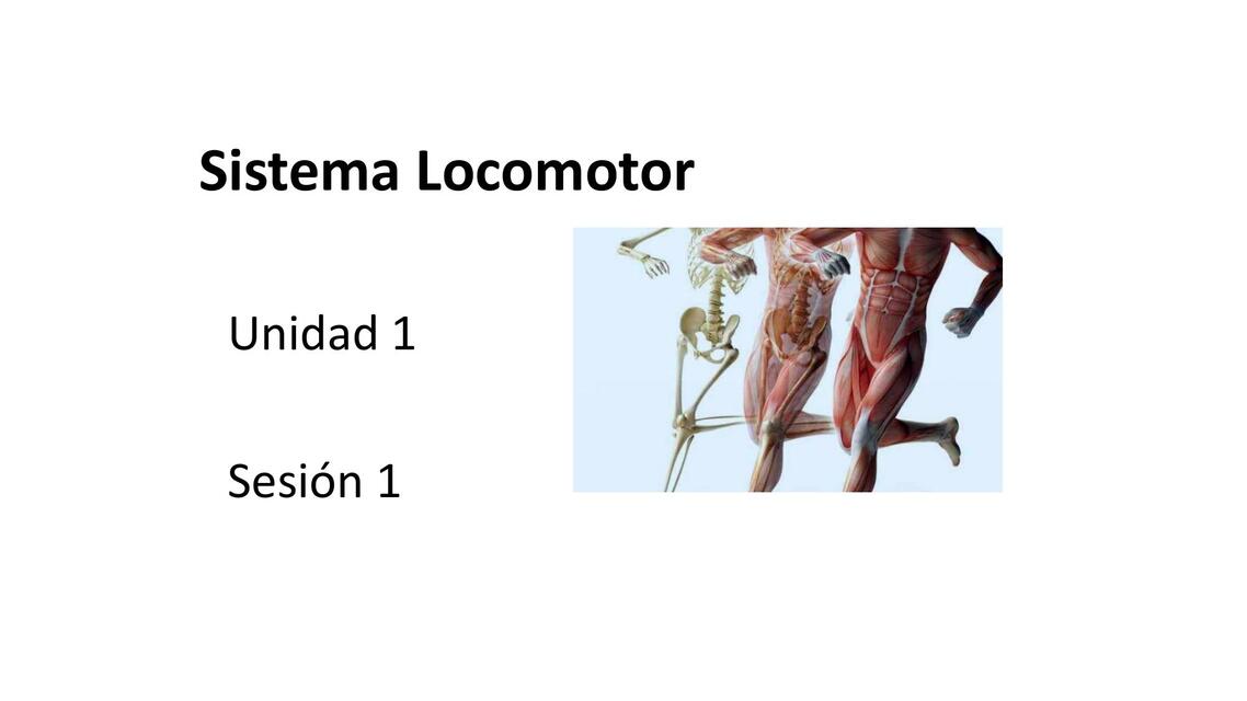 Sistema Locomotor | Fernando | uDocz