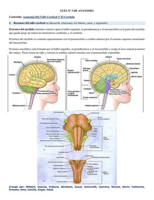 Guía anatomia | Esmeralda Cruz | uDocz