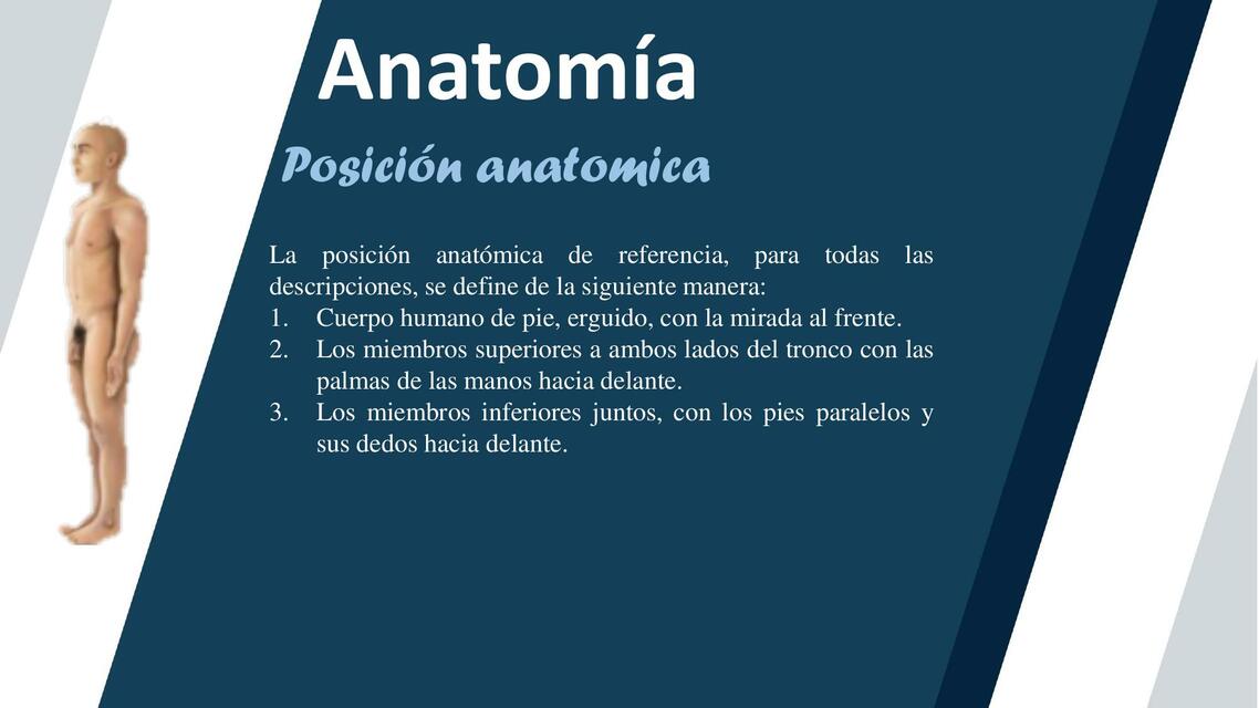 Anatomía posicion anatomica | Esmeralda Cruz | uDocz