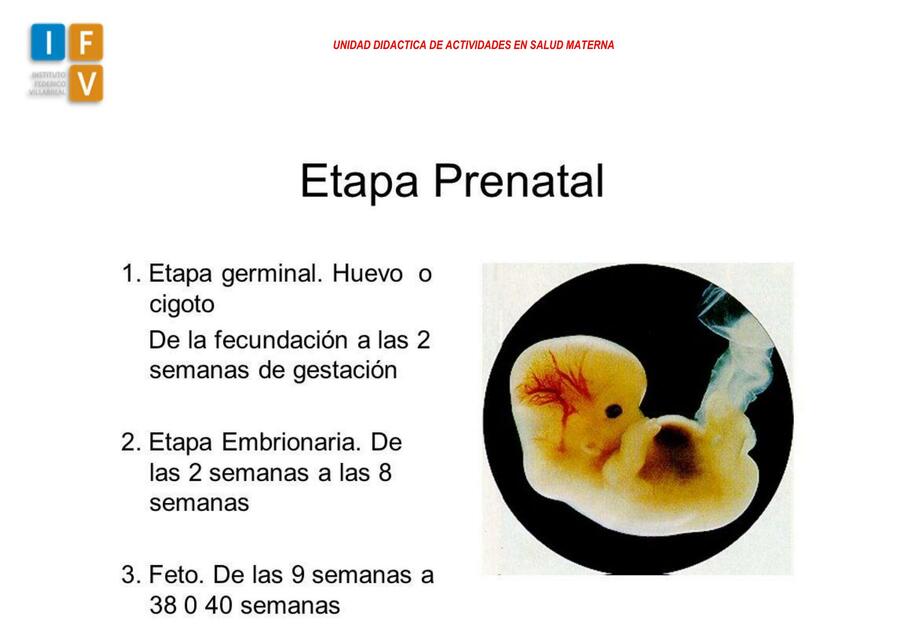 Periodo Embrionario Fetal | Andrea Roxana Fernandez Solari | uDocz