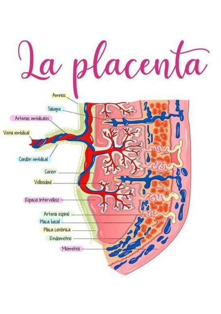 La placenta | Apuntes | uDocz
