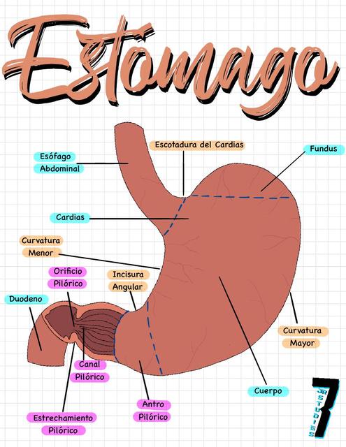 Estómago - Anatomía | JR STUDIES 7 | uDocz