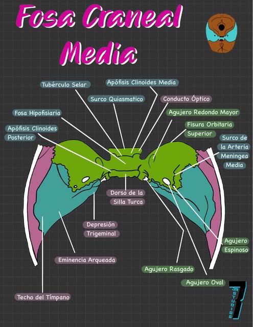 Fosa Craneal Media - Anatomía | JR STUDIES 7 | uDocz