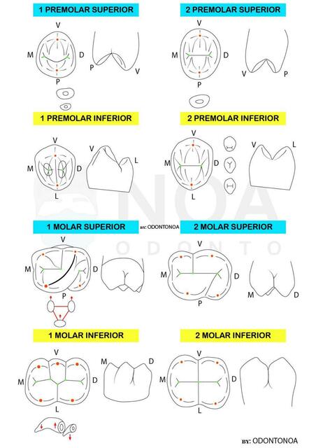 Anatomía dentaria premolares y molares | Mauro Martinez | uDocz