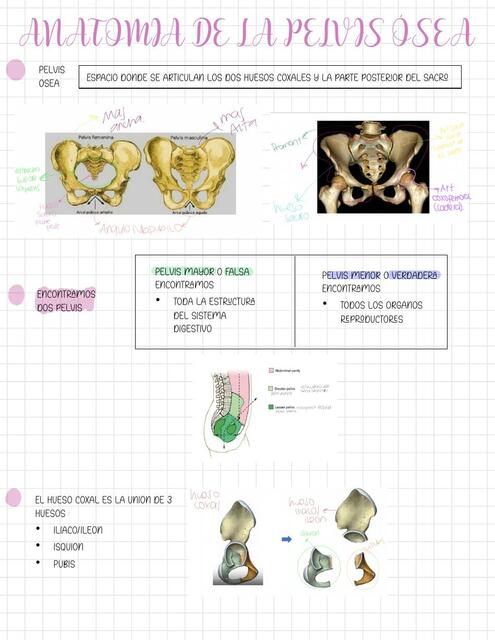 Anatomia de la pelvis ósea | sofia manchola | uDocz
