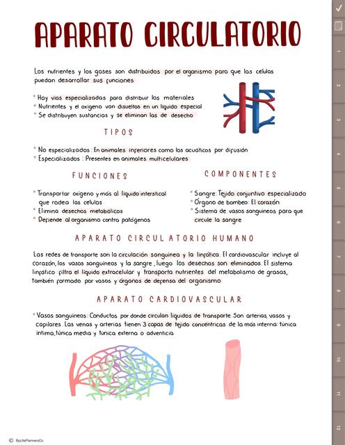 Aparato Circulatorio | cammiau_ | uDocz