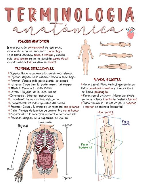 Terminología Anatómica | cammiau_ | uDocz