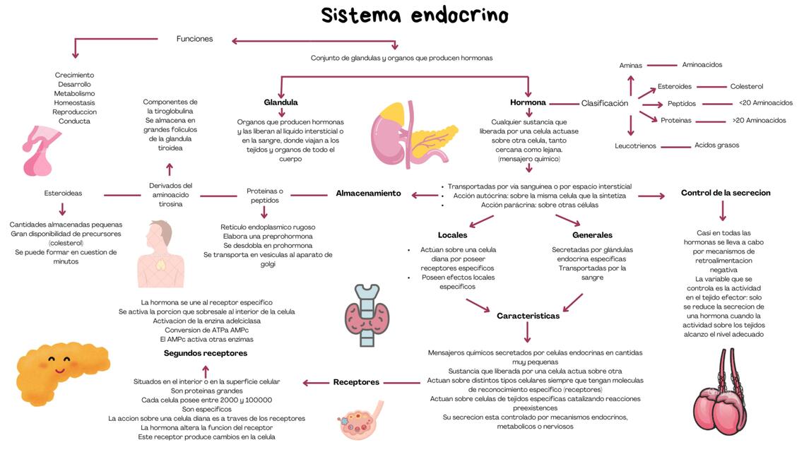 Sistema endocrino | Adle | uDocz