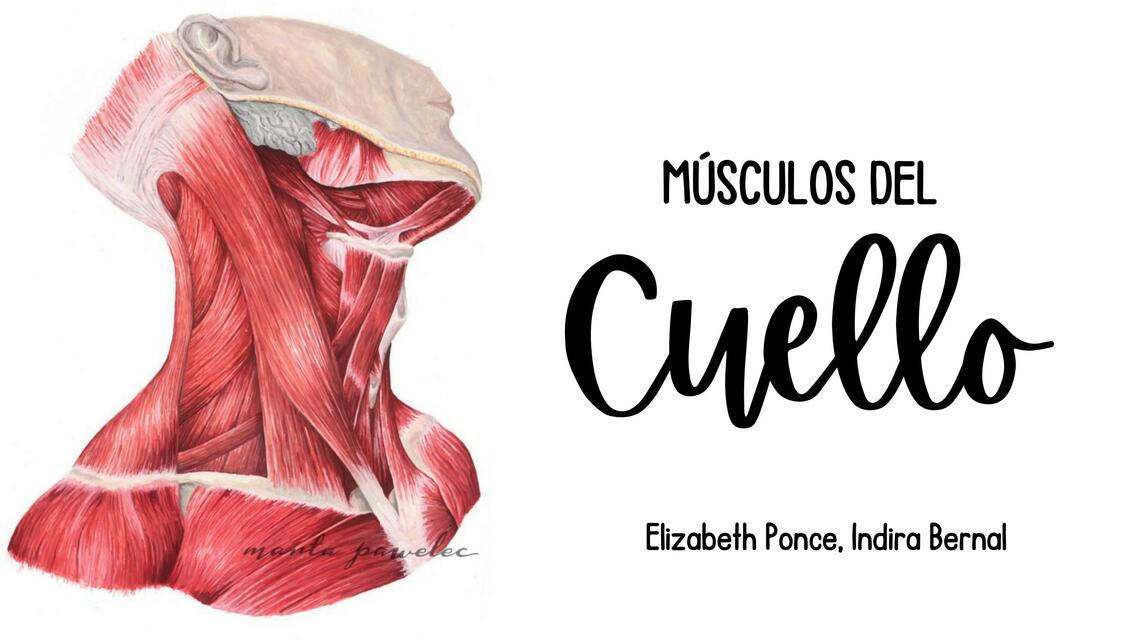 MORFOFISIOLOGÍA | uDocz