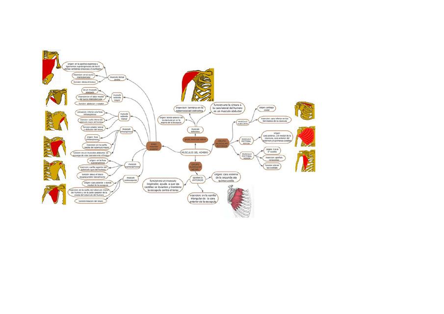 Mapa medicina | mariza araujo | uDocz