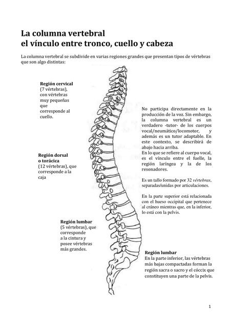 La columna vertebral, vínculo entre tronco, cuello y cabeza | Julieta Ar | uDocz
