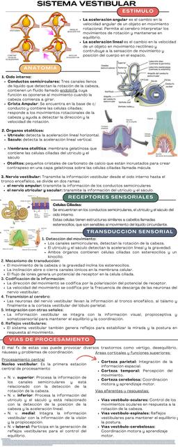 Infografía Sistema Vestibular | Dennn Valero | uDocz