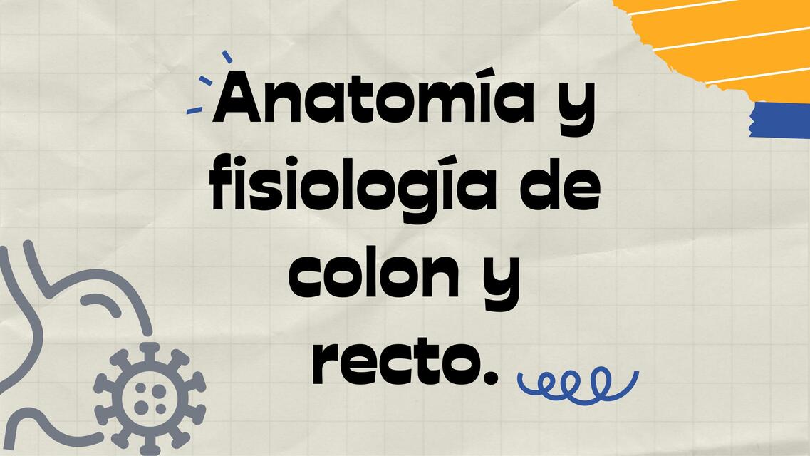 Anatomia y fisiología de colon y recto | Jareth | uDocz