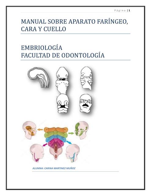 MANUAL SOBRE APARATO FARÍNGEO | carina martinez muñoz | uDocz