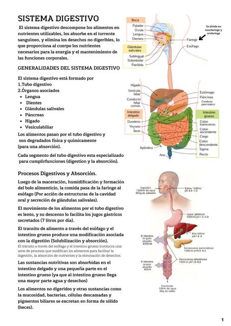 Sistema Digestivo | Carlos | uDocz